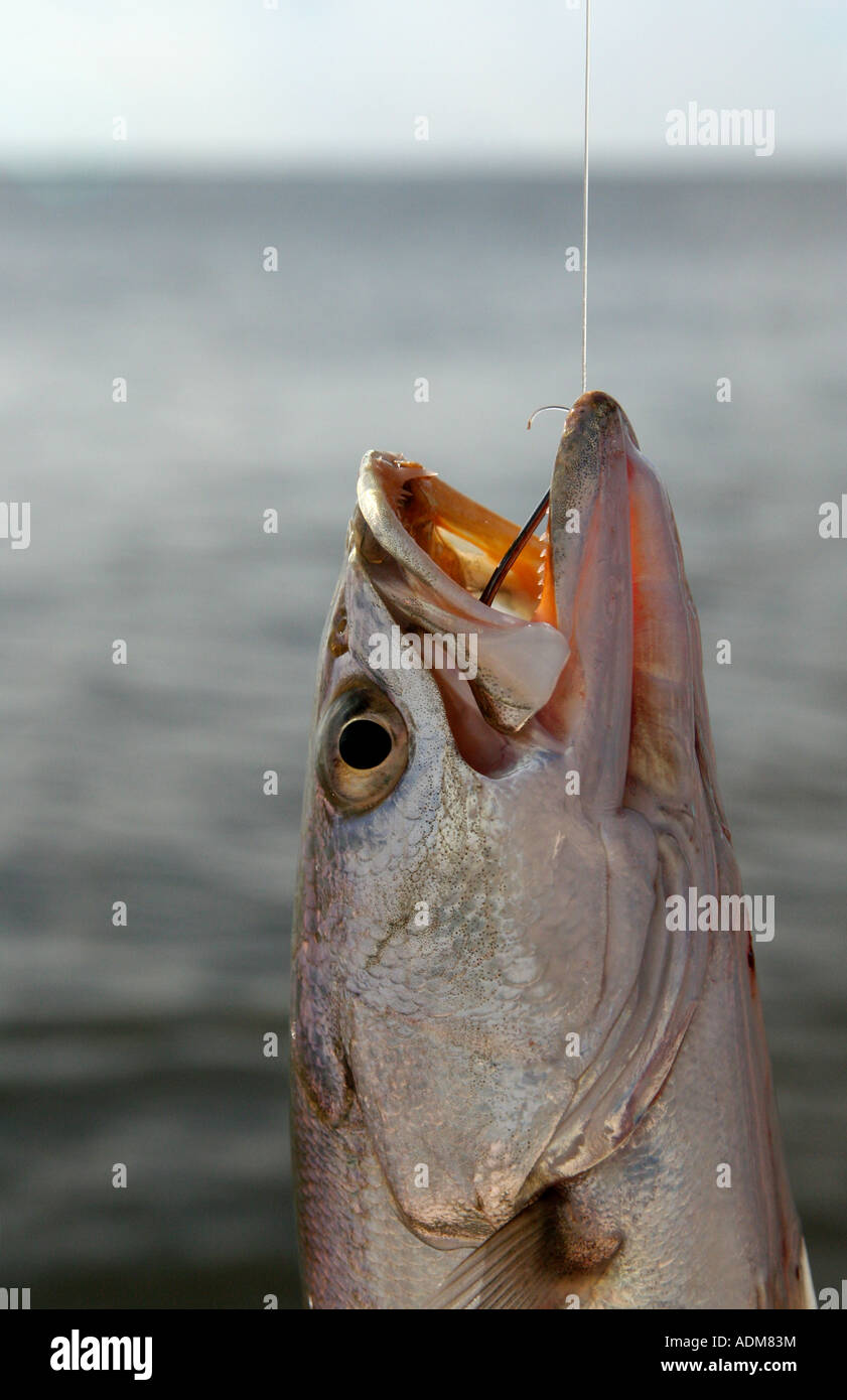 fish on hook Trout Stock Photo - Alamy