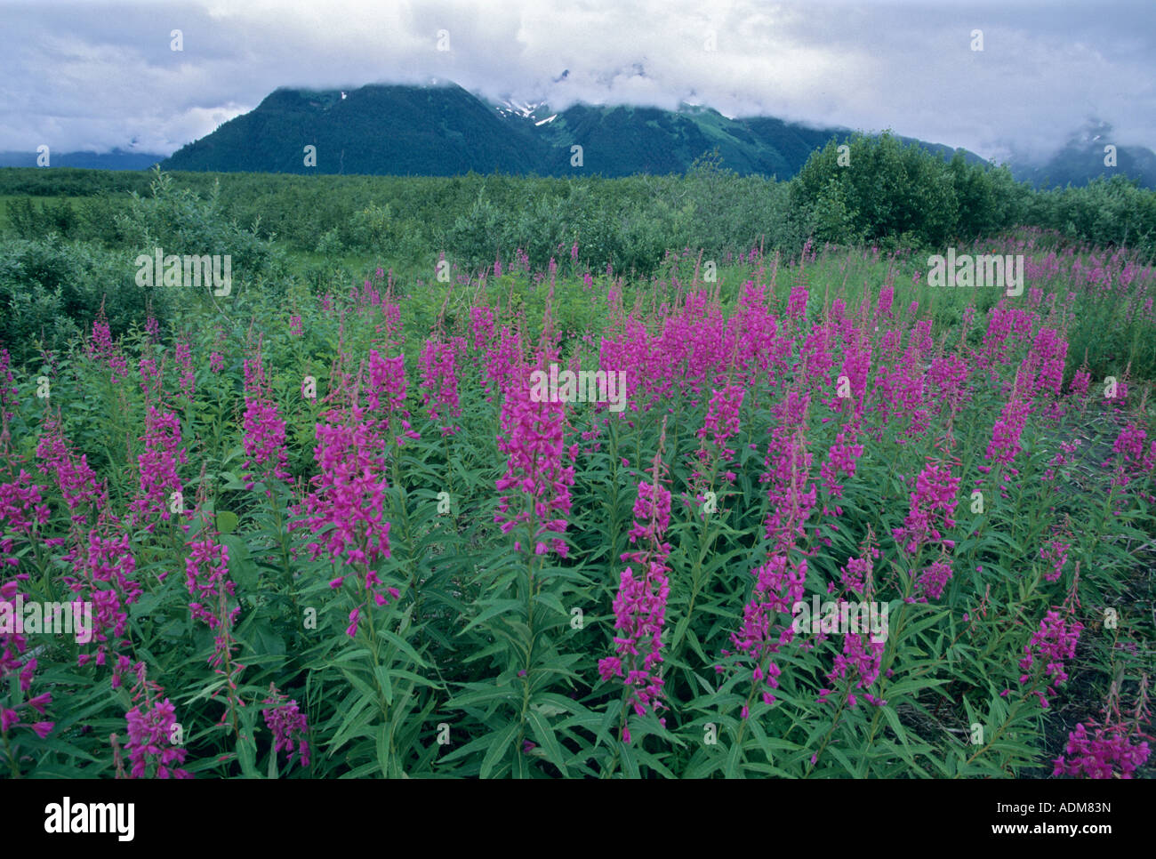 Fireweed in late summer, Copper River Delta, Alaska Stock Photo - Alamy