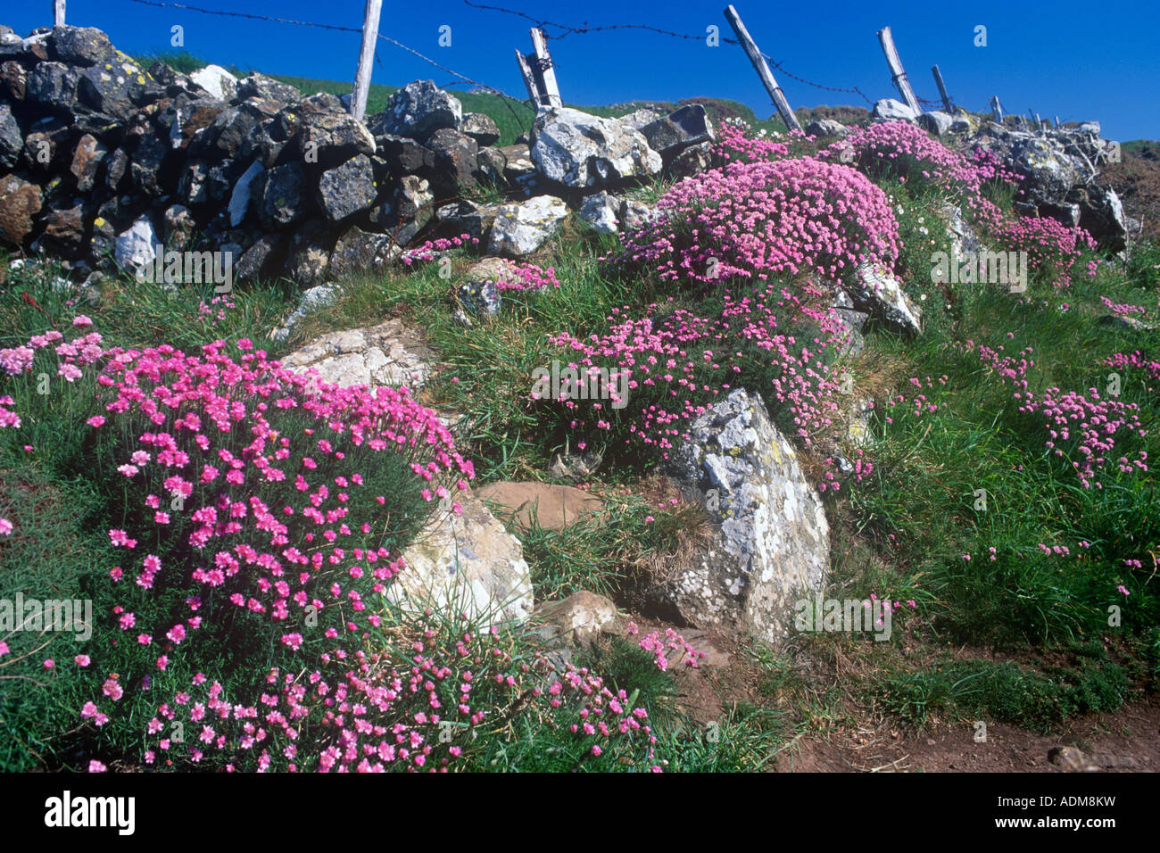 Pembrokeshire Coastal Path Strumble Head Stock Photo - Alamy