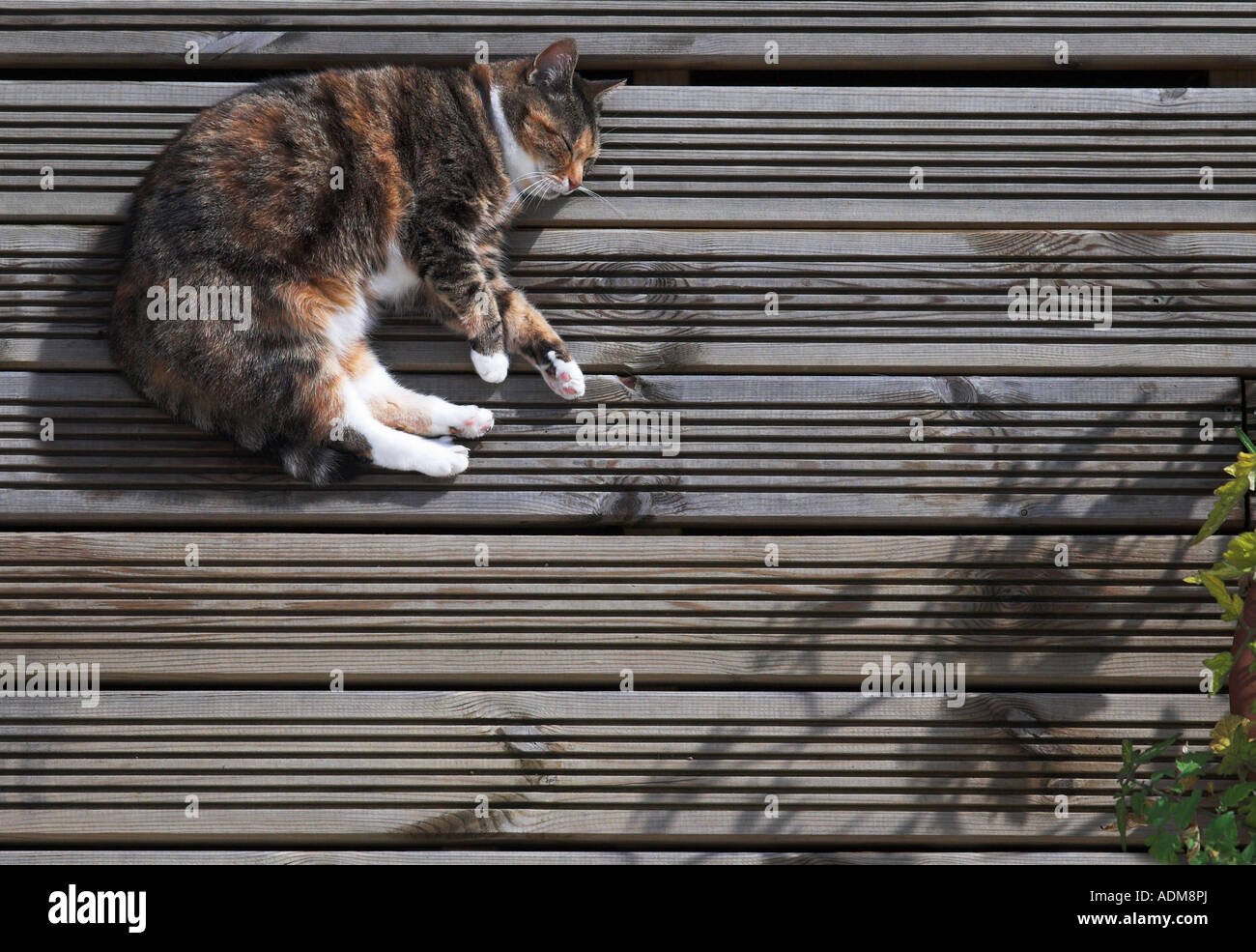 Cat on a deck Stock Photo - Alamy