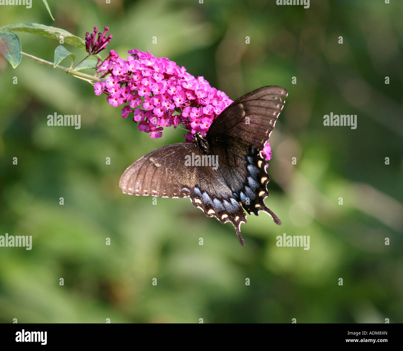 BLACK SWALLOWTAIL HANGING FROM PINK CLUSTER Stock Photo - Alamy