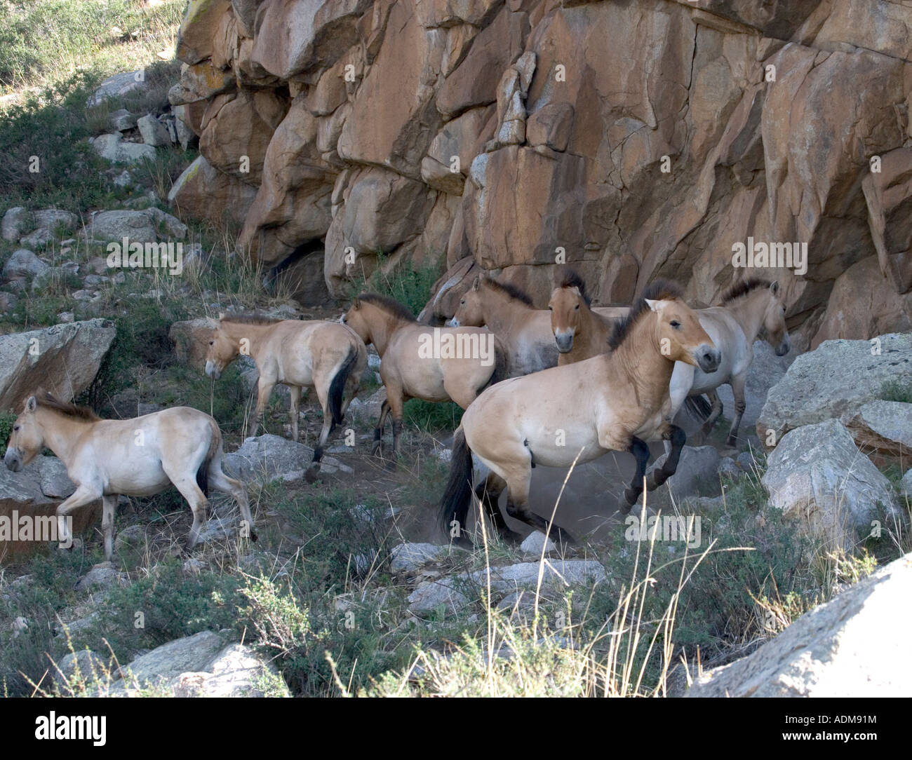 Temujin hi-res stock photography and images - Alamy