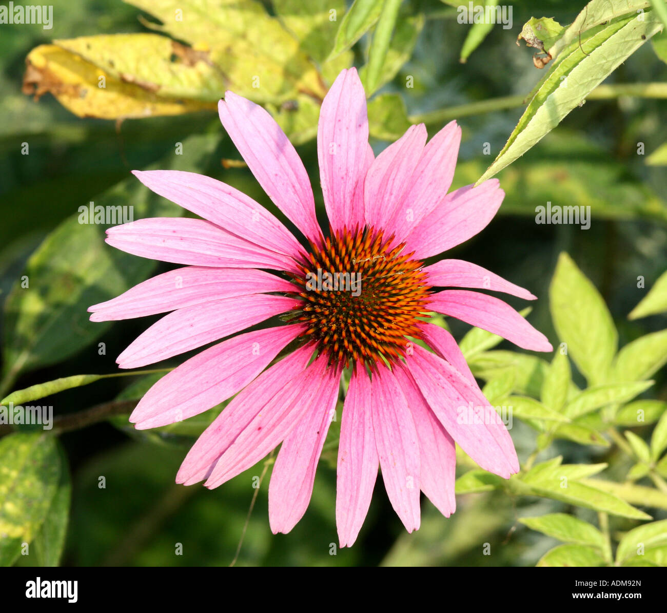 A purple coneflower Stock Photo - Alamy
