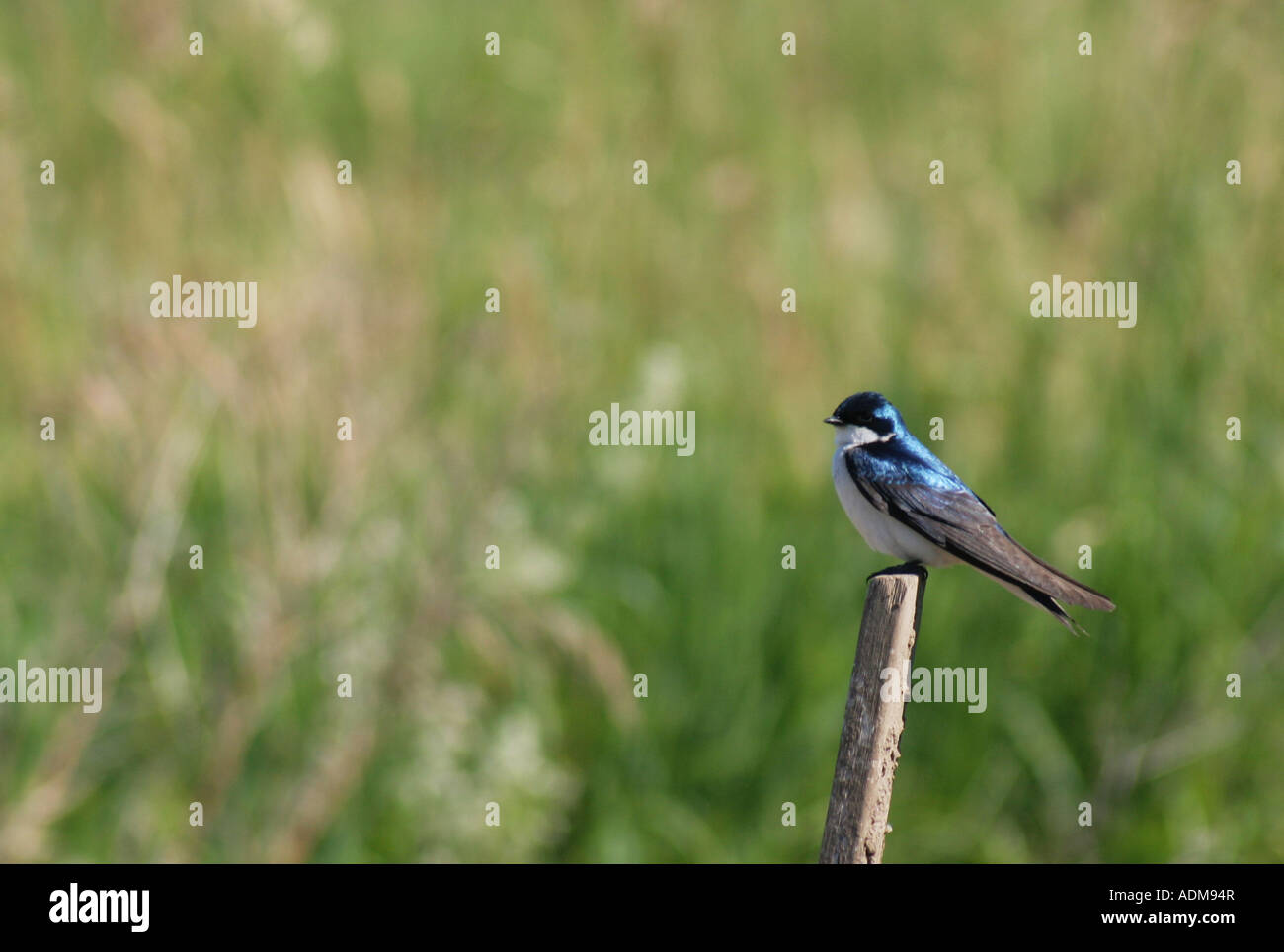 Swallow bird field hi-res stock photography and images - Alamy