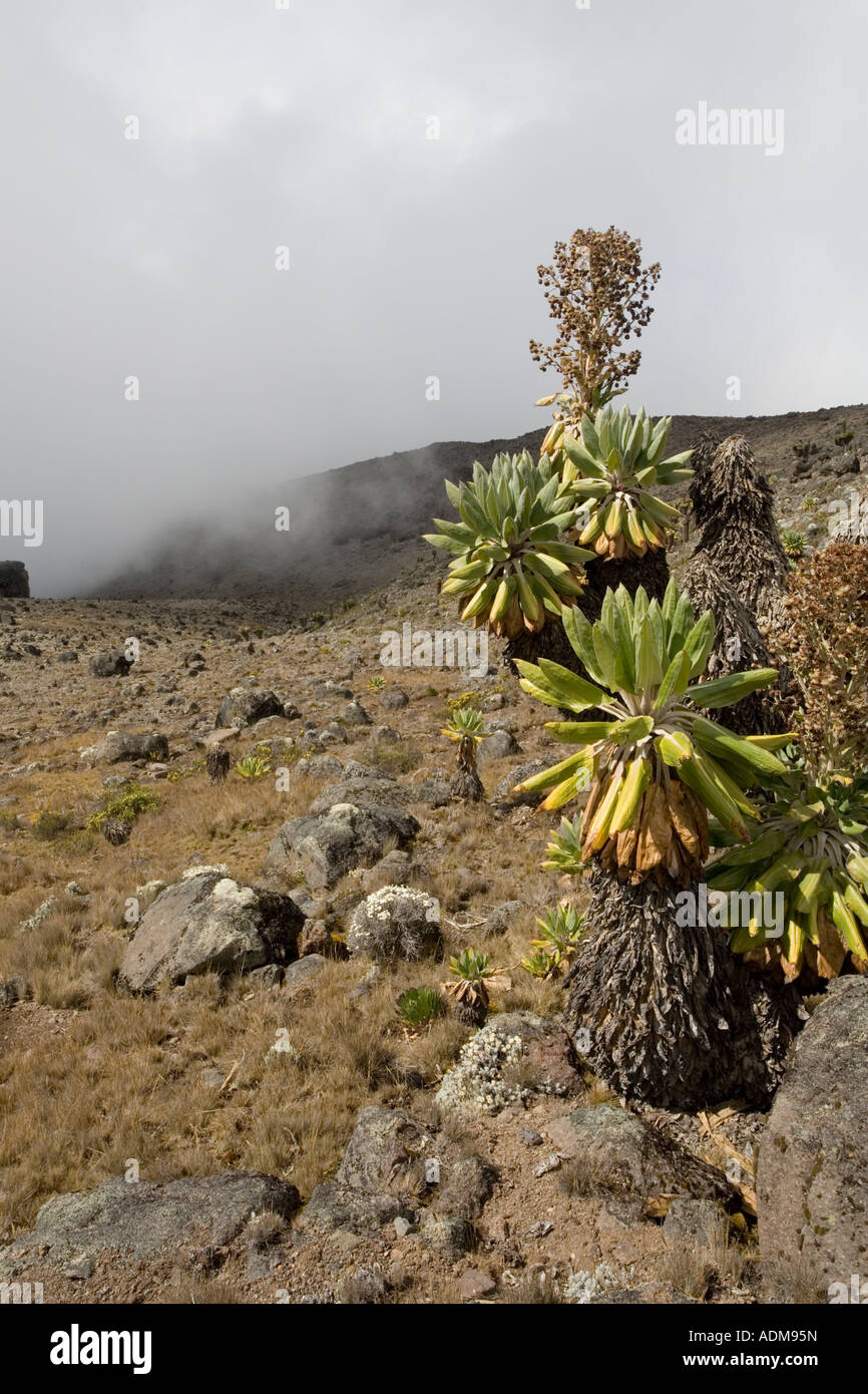 Africa Tanzania Kilimanjaro National Park Giant Senecio Senecio ...