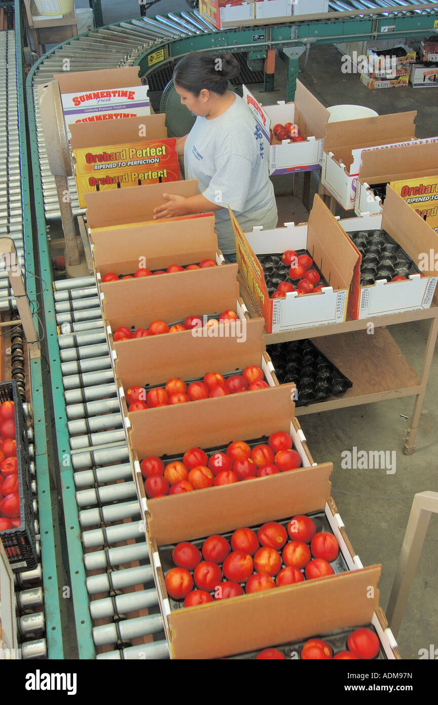 Nectarines in a box in a packing shed central San Joaquin valley ...