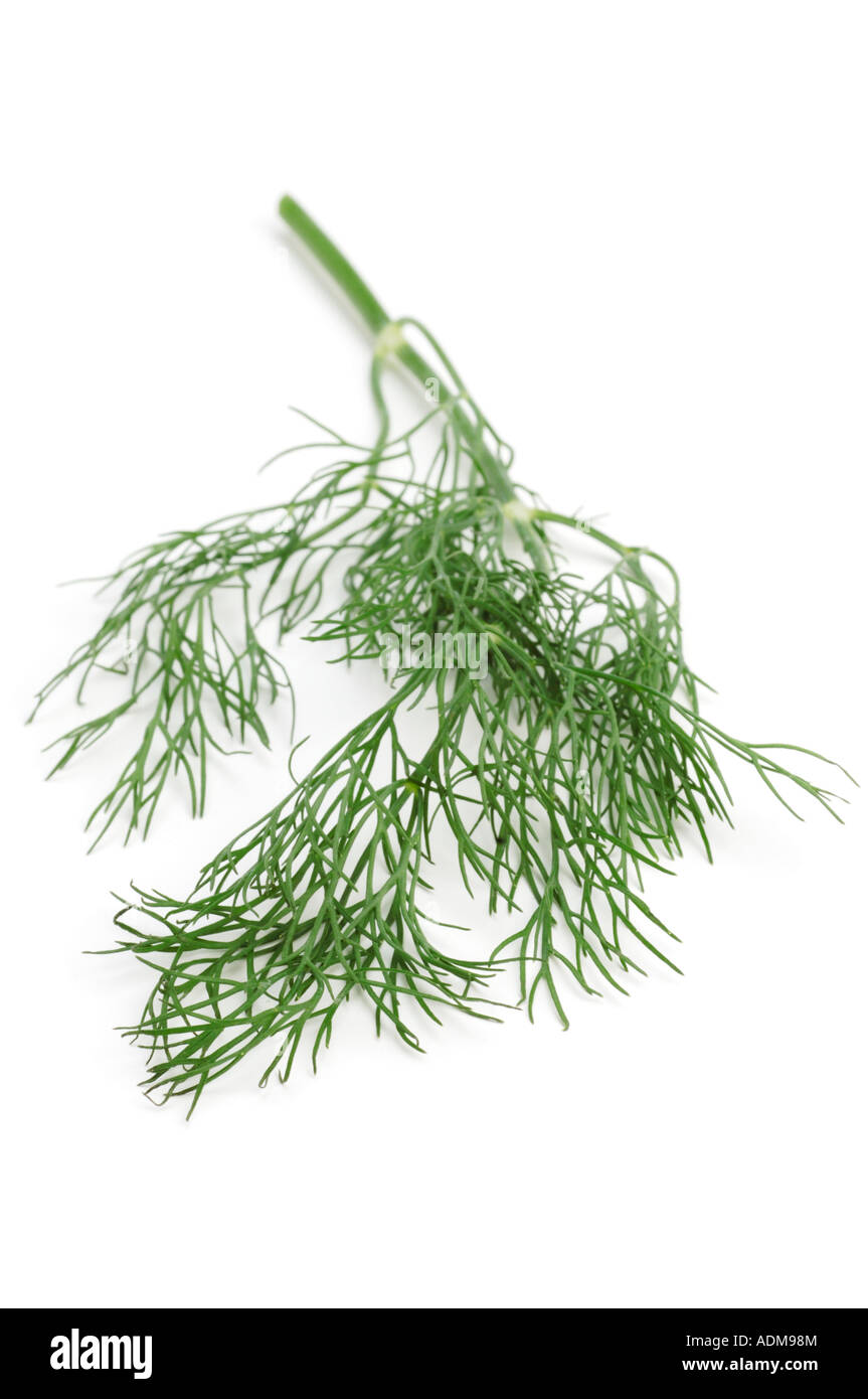 Sprig of dill hi-res stock photography and images - Alamy
