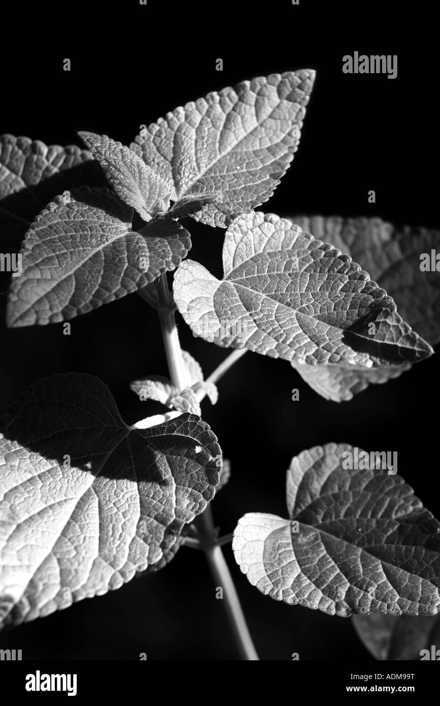 Stem veins Black and White Stock Photos & Images - Alamy
