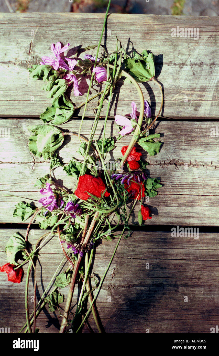 flowers drying on a bench Stock Photo - Alamy