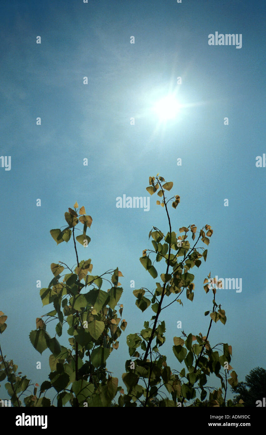 tree top and sun Stock Photo - Alamy
