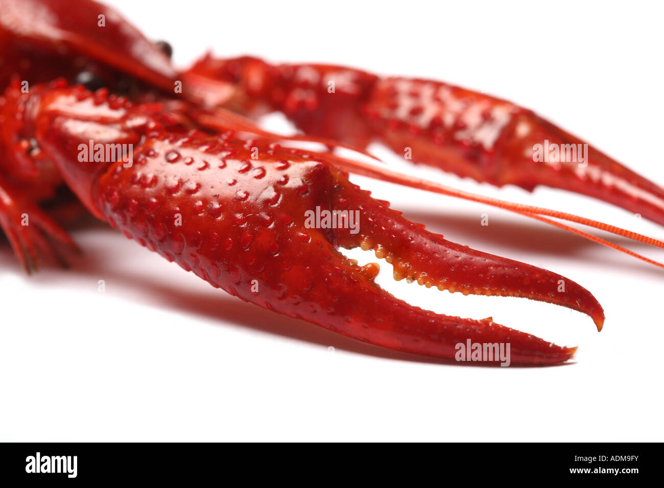 red crawfish on white background Stock Photo - Alamy