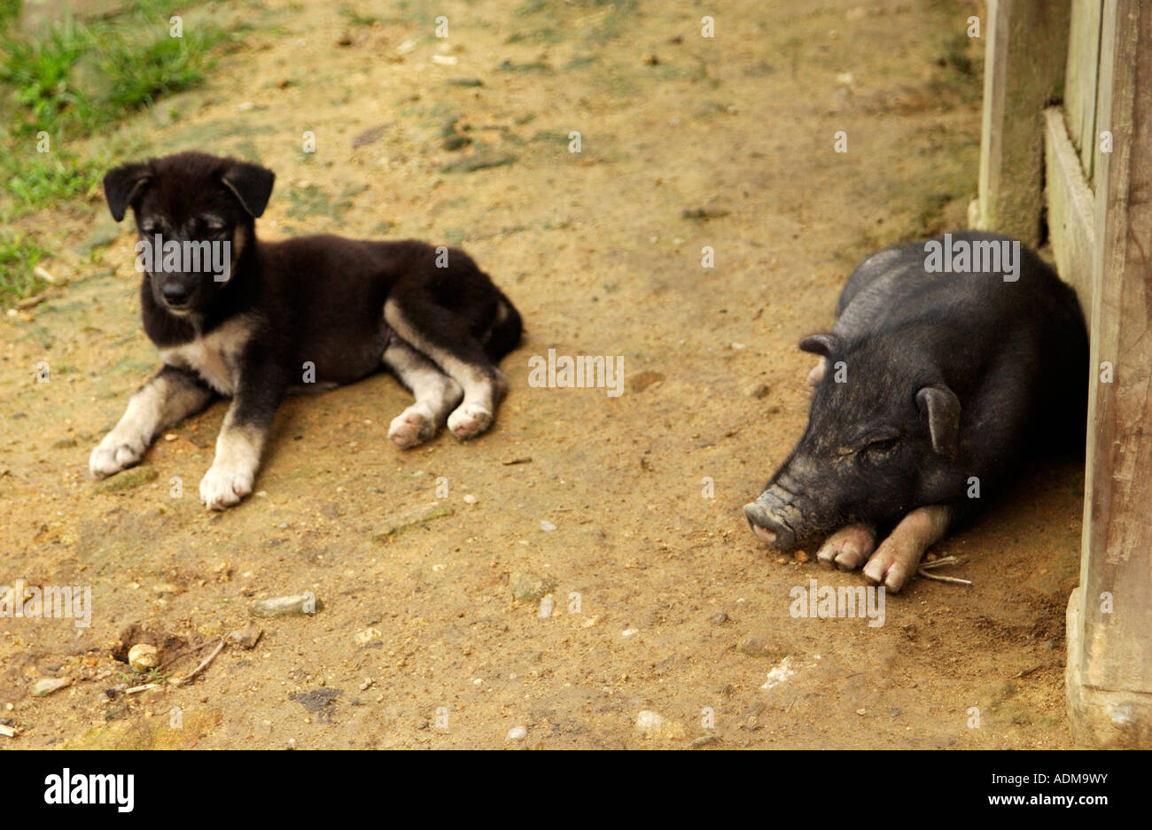 A dog and pig sit together in a village in the hills near Sapa North ...