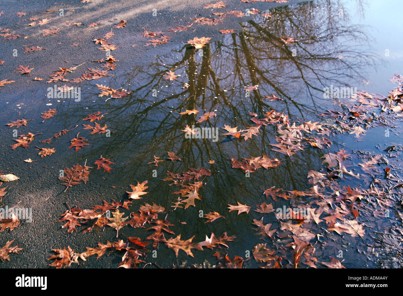 Tree reflected in rain puddle hi-res stock photography and images - Alamy