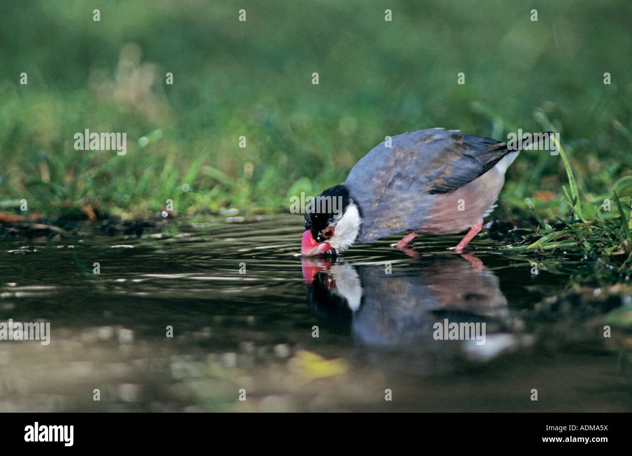 Profile view java hi-res stock photography and images - Alamy