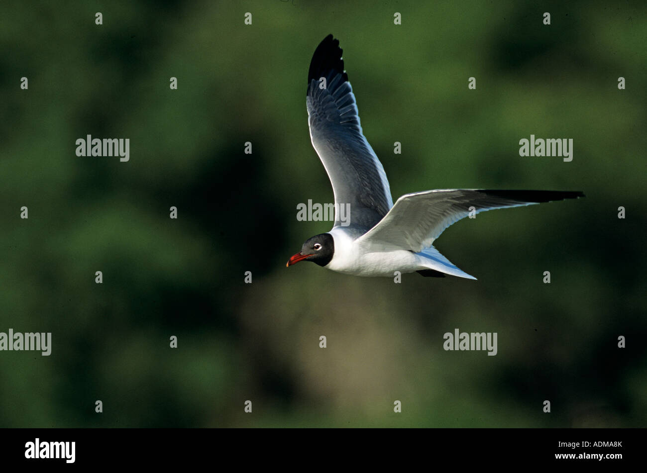 Laughing gulls in breeding plumage hi-res stock photography and images ...