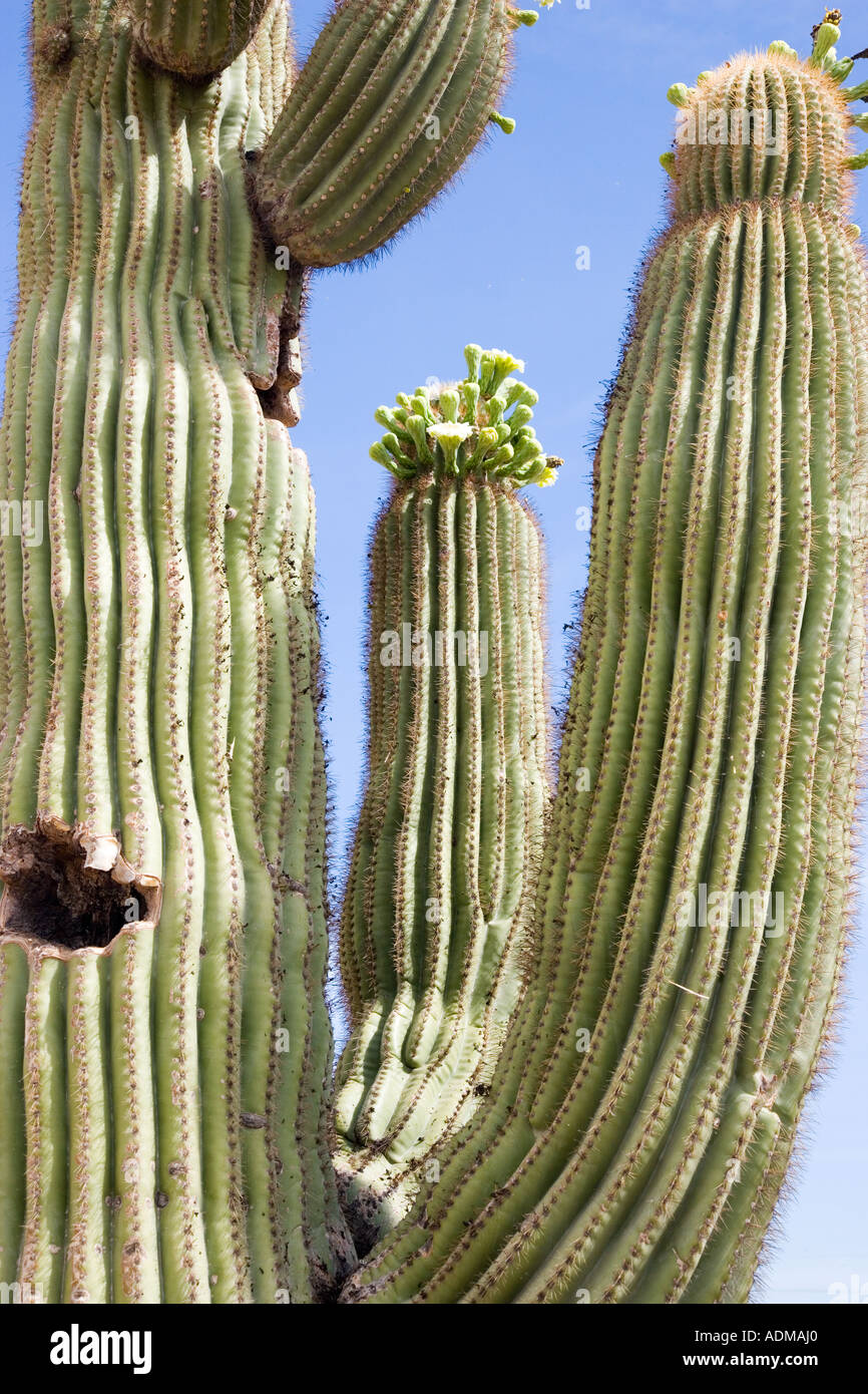 Saguro cactus hi-res stock photography and images - Alamy