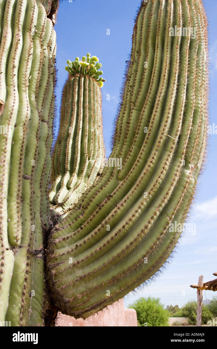 Saguro cactus hi-res stock photography and images - Alamy