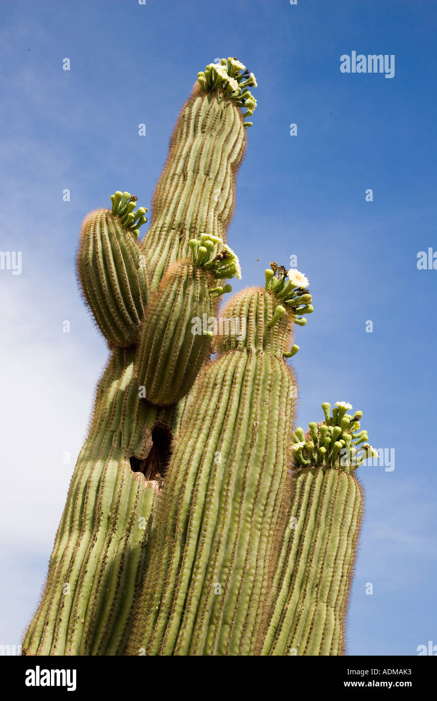 Saguro cactus hi-res stock photography and images - Alamy