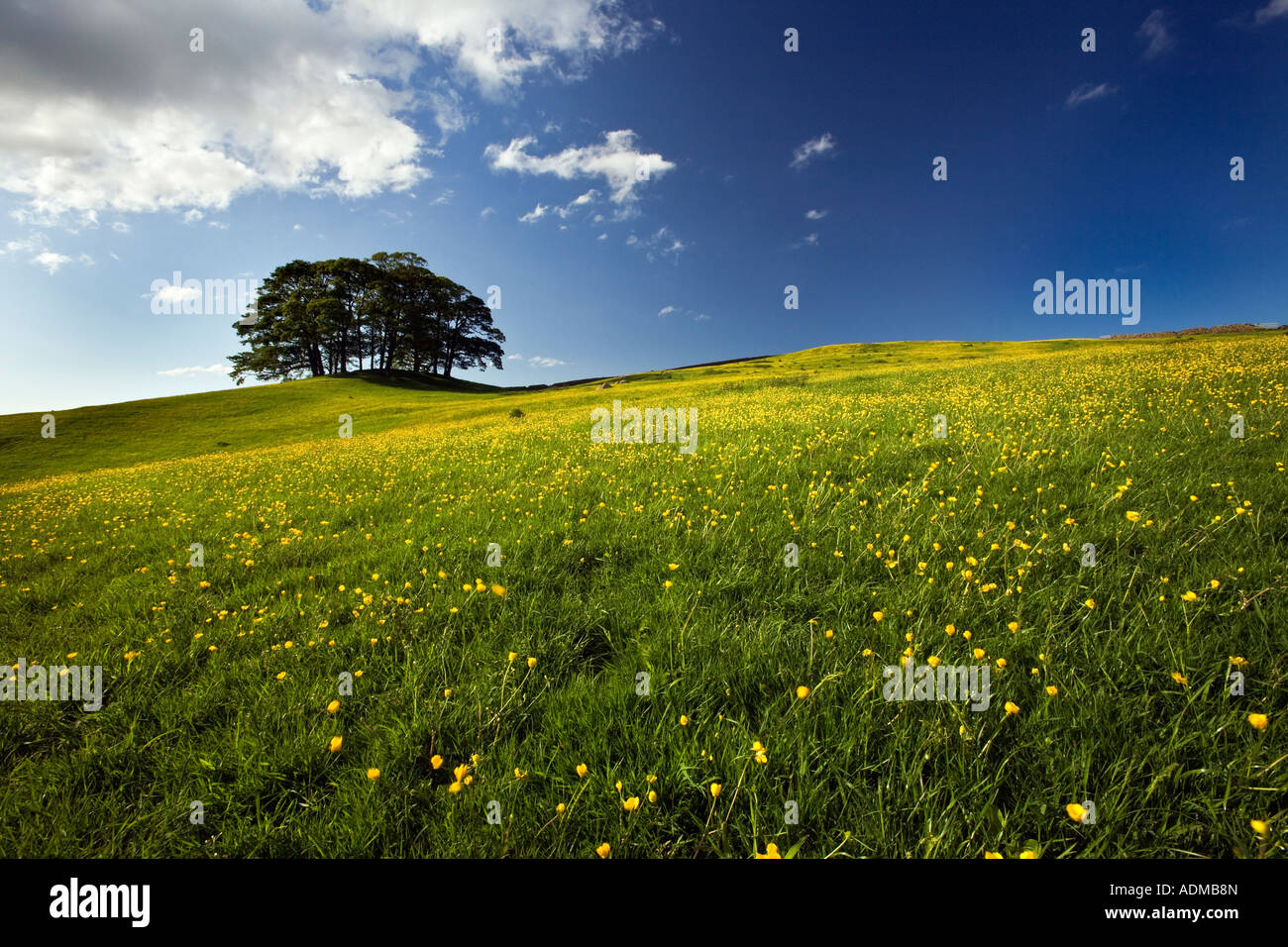 Buttercup hi-res stock photography and images - Alamy