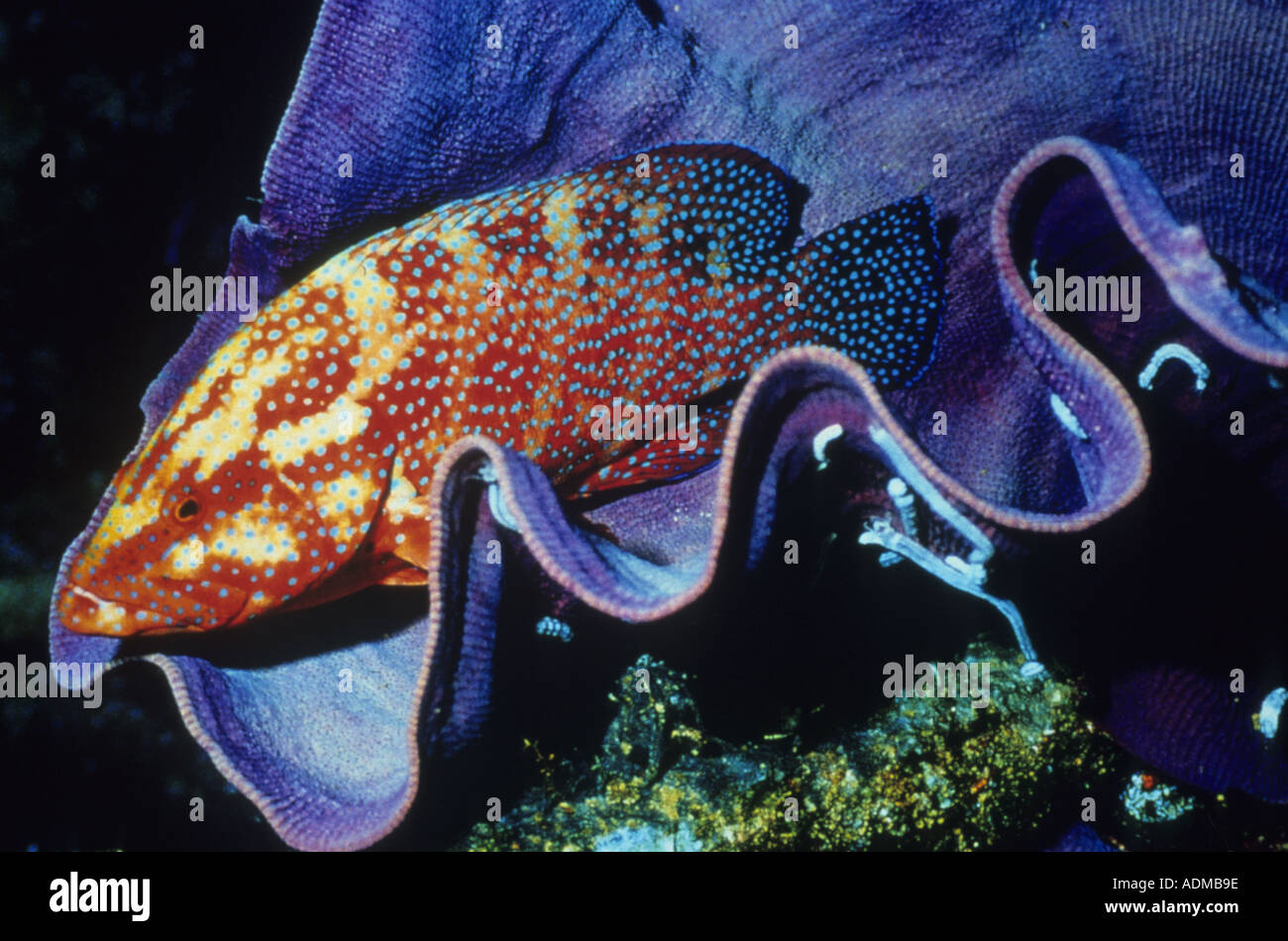 Coral trout Cephalopholis miniata in the Solomon Islands Stock Photo ...