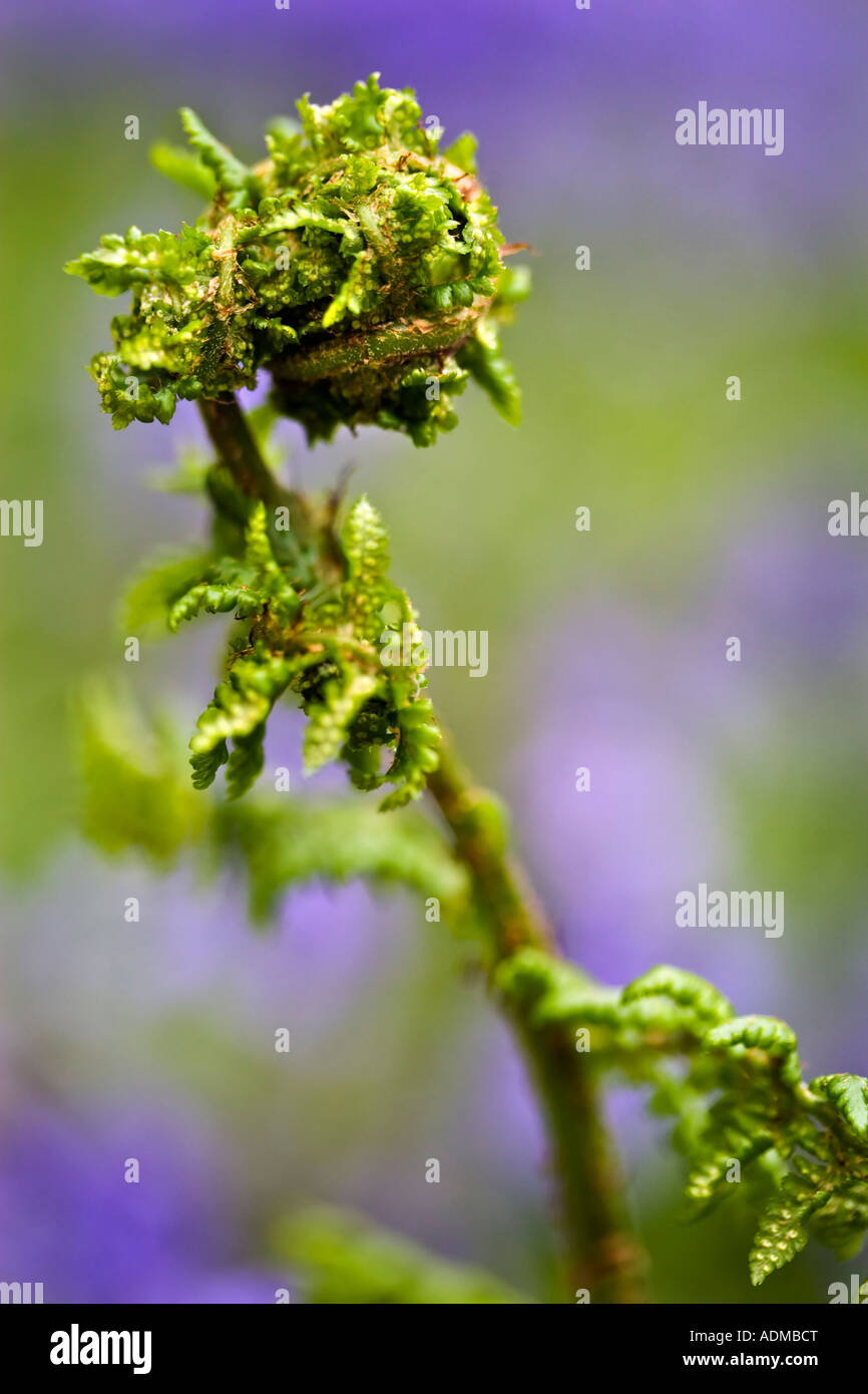 Unfurling High Resolution Stock Photography and Images - Alamy