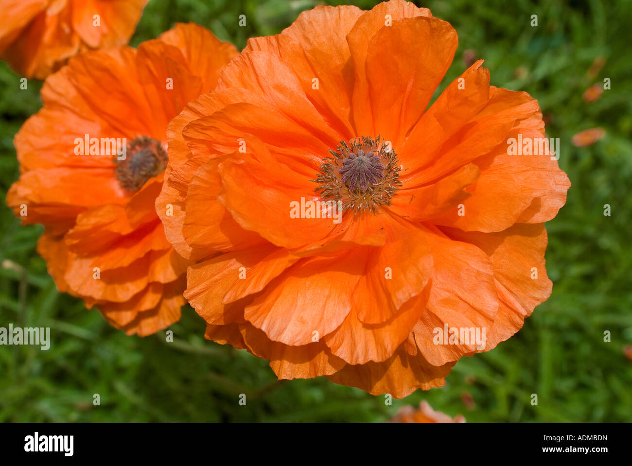 Cluster of poppies hi-res stock photography and images - Alamy