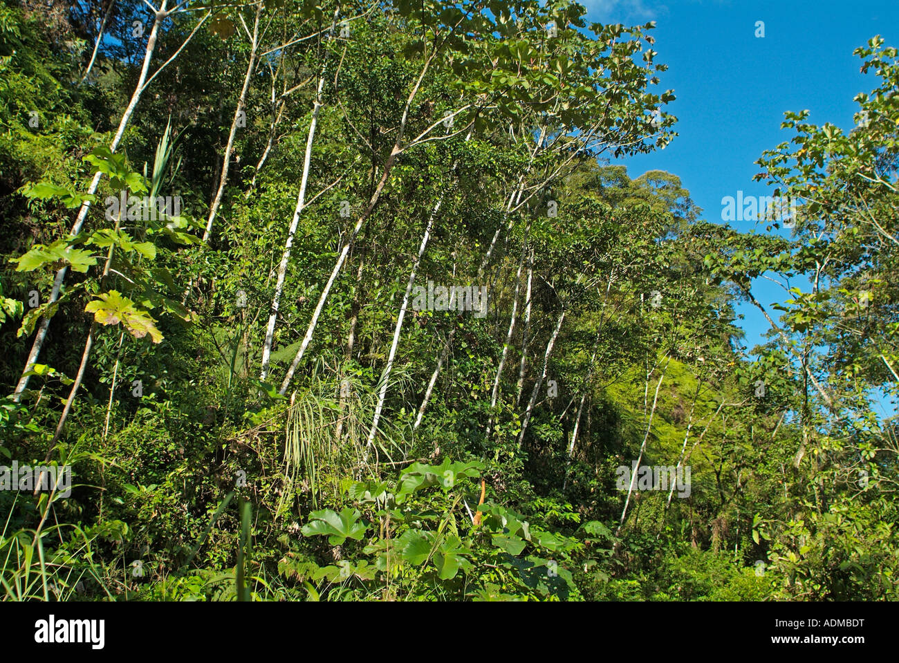 Rainforest near Tena, Ecuador Stock Photo - Alamy