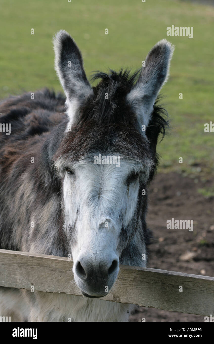 Donkey looking over a farm gate Stock Photo - Alamy