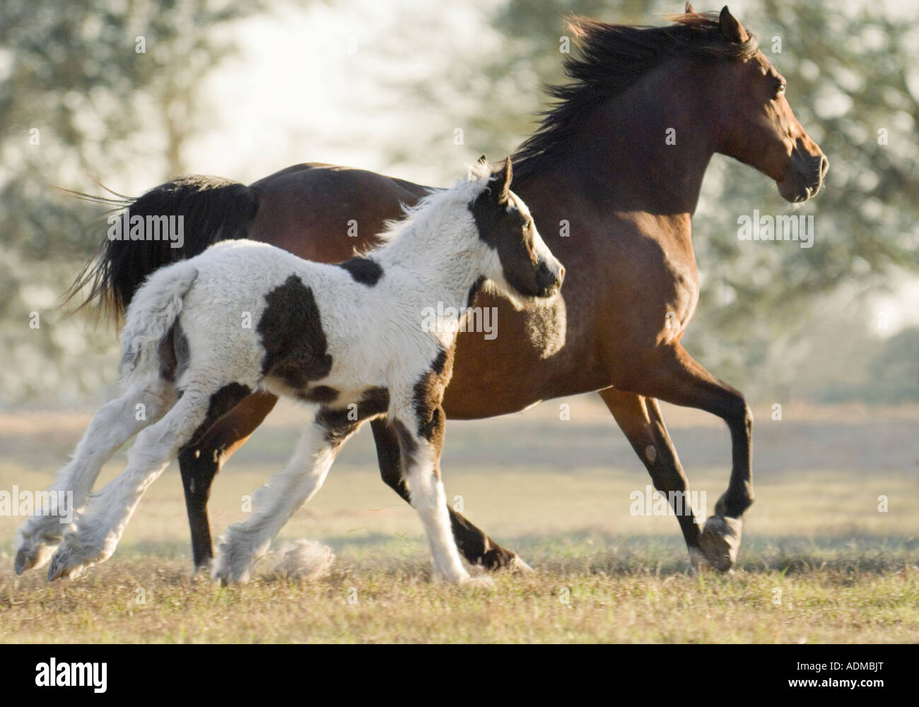 Gypsy Vanner Horse foal runs along side embryo recipient mare Stock ...