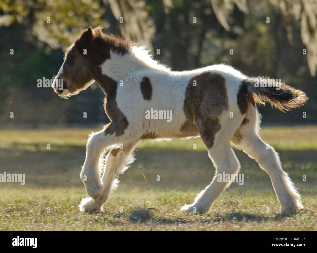 Gypsy Vanner Horse foal Stock Photo - Alamy
