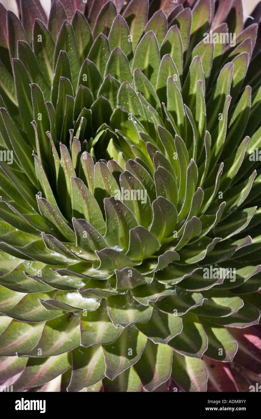 Africa Tanzania Kilimanjaro National Park Giant Lobelia plant Lobelia ...