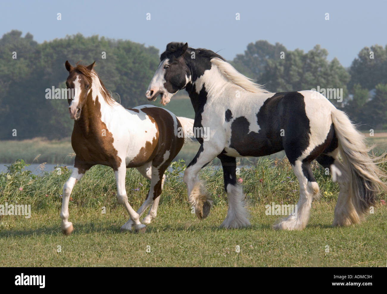 Gypsy Vanner Stallion play nips at PintoArabian gelding Stock Photo - Alamy