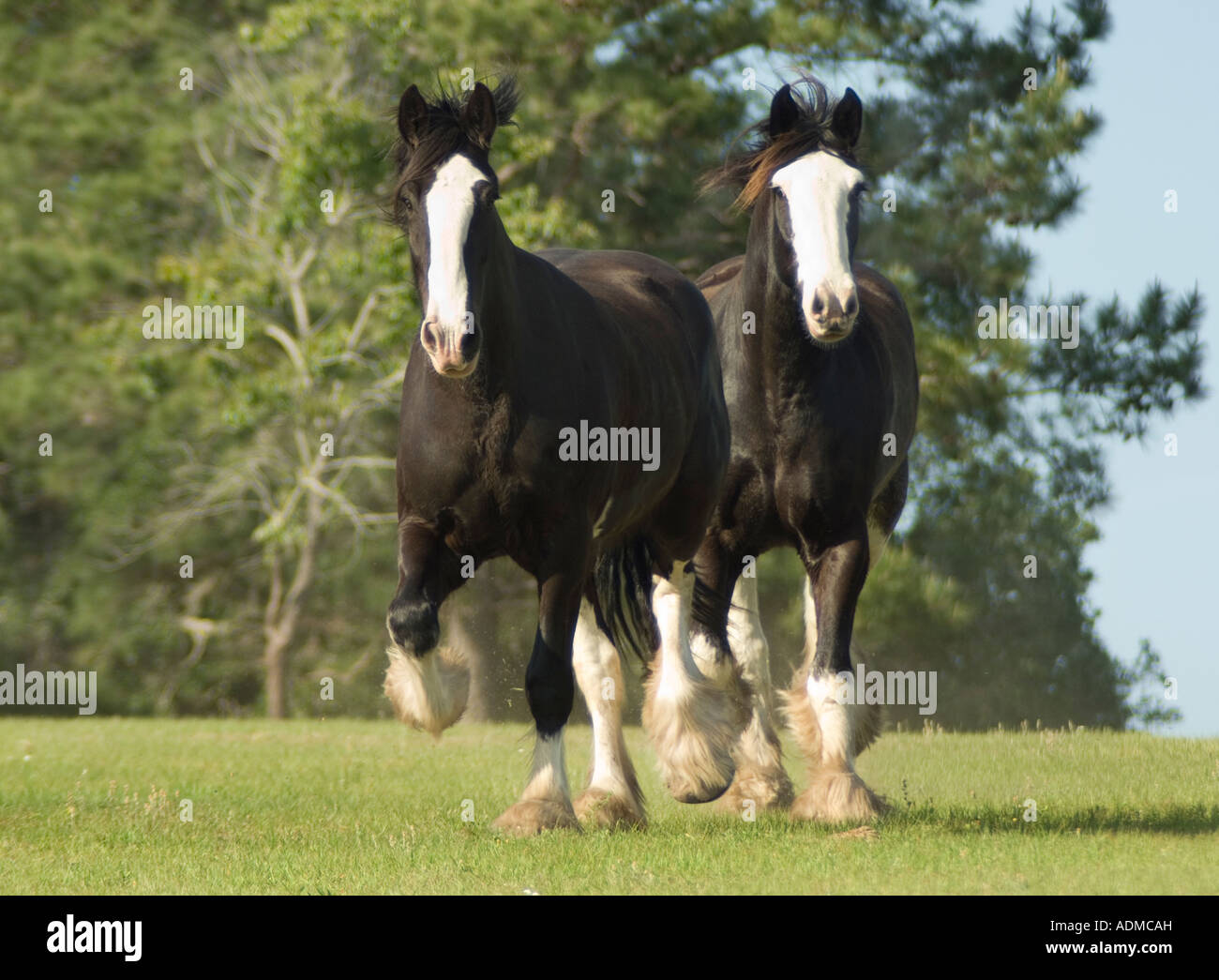 Shire Draft Horse geldings Stock Photo - Alamy