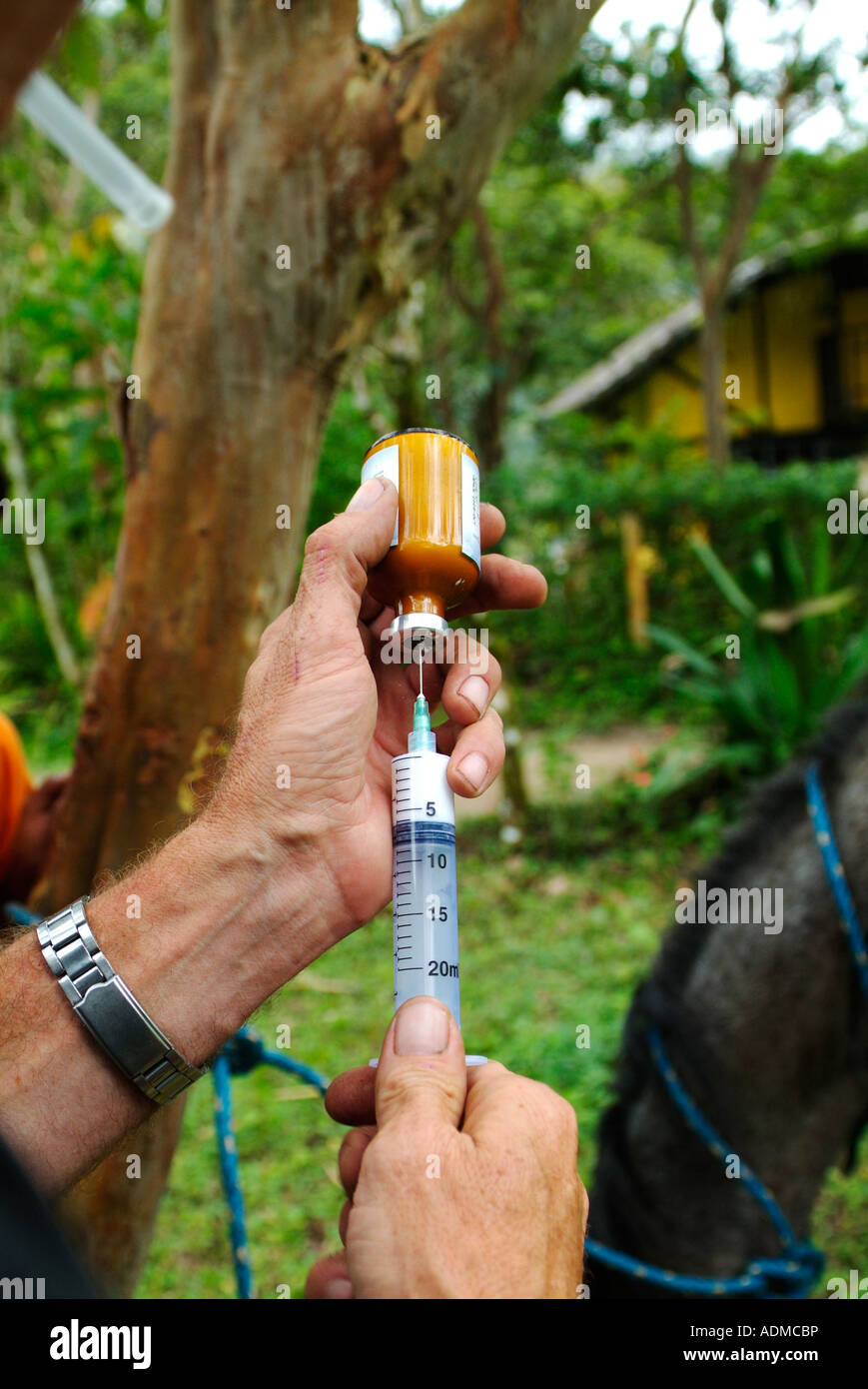Country vet Preparing to give injection to a horse Stock Photo - Alamy