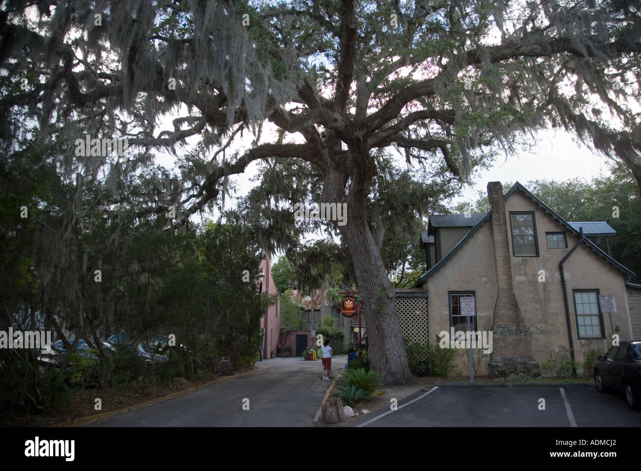 Oak tree St Augustine Florida USA Stock Photo - Alamy