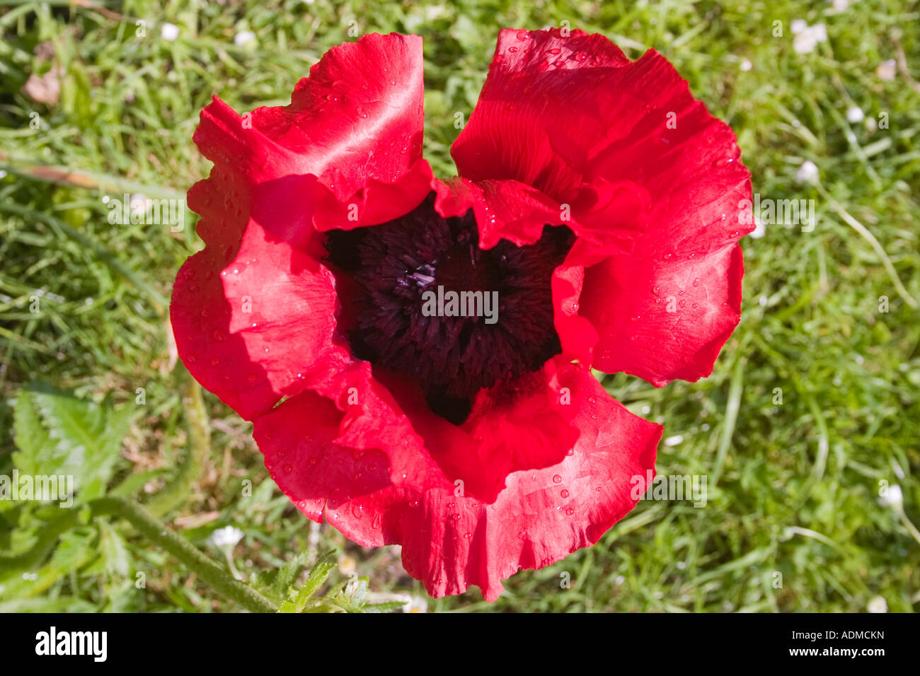 Red Oriental Poppy Stock Photo - Alamy