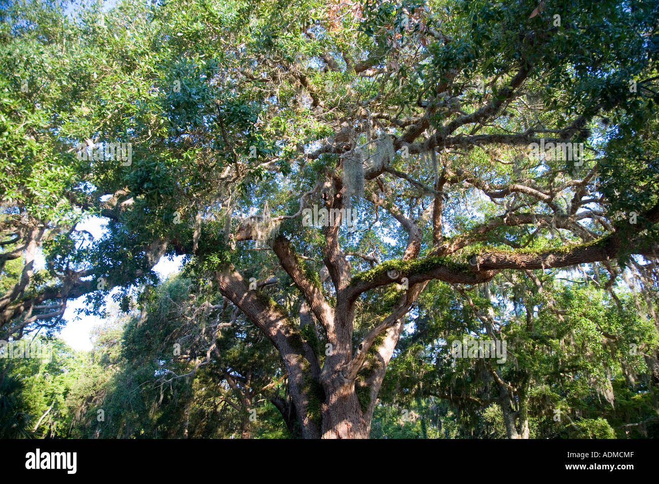 Oak tree St Augustine Florida USA Stock Photo - Alamy