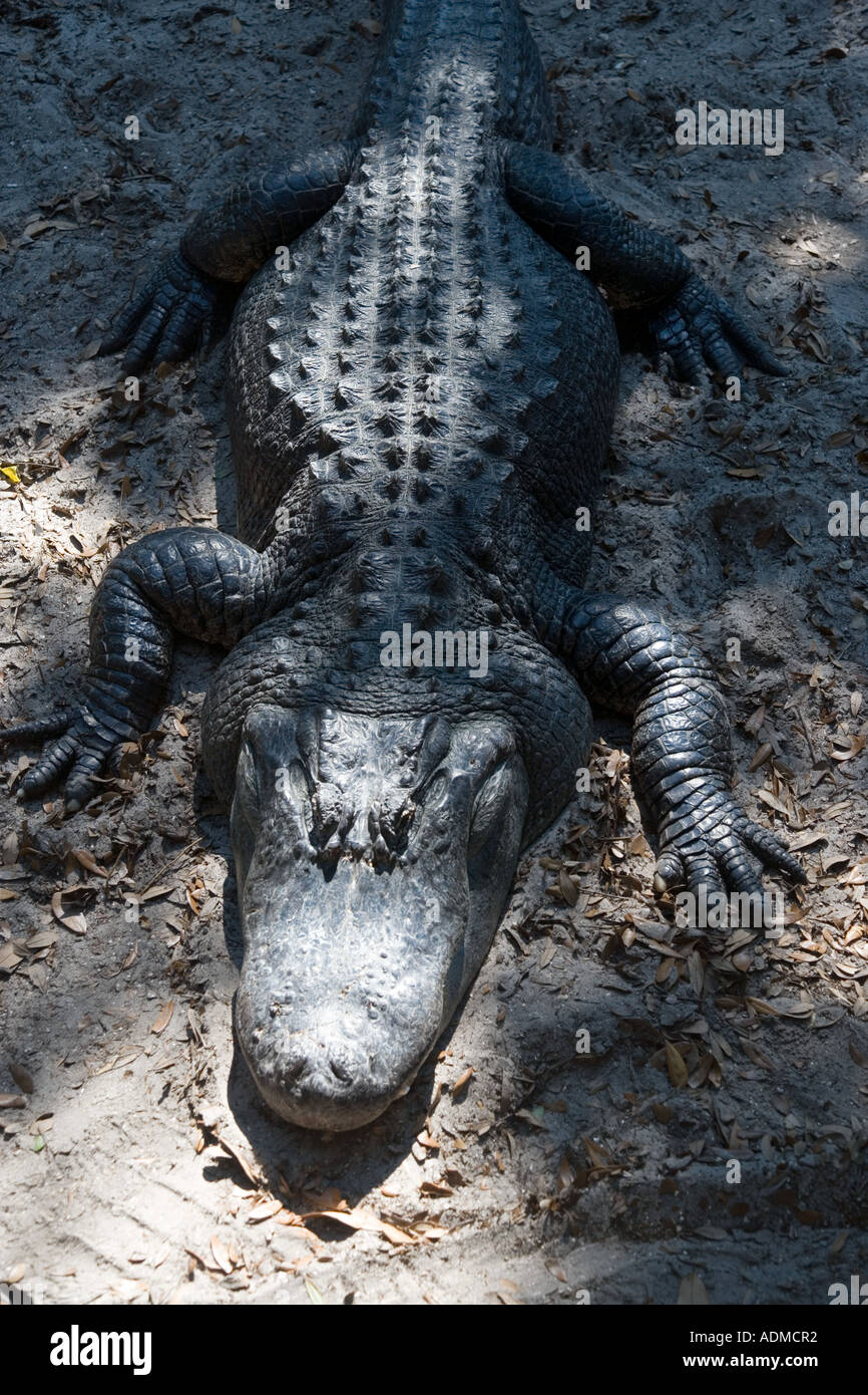 St Augustine Alligator Farm St Augustine Florida USA Stock Photo - Alamy