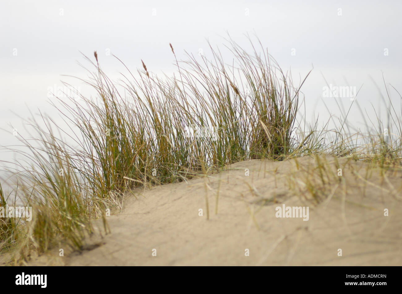 Grass growing on the top of sand dunes at Camber Sands Rye East Susses ...