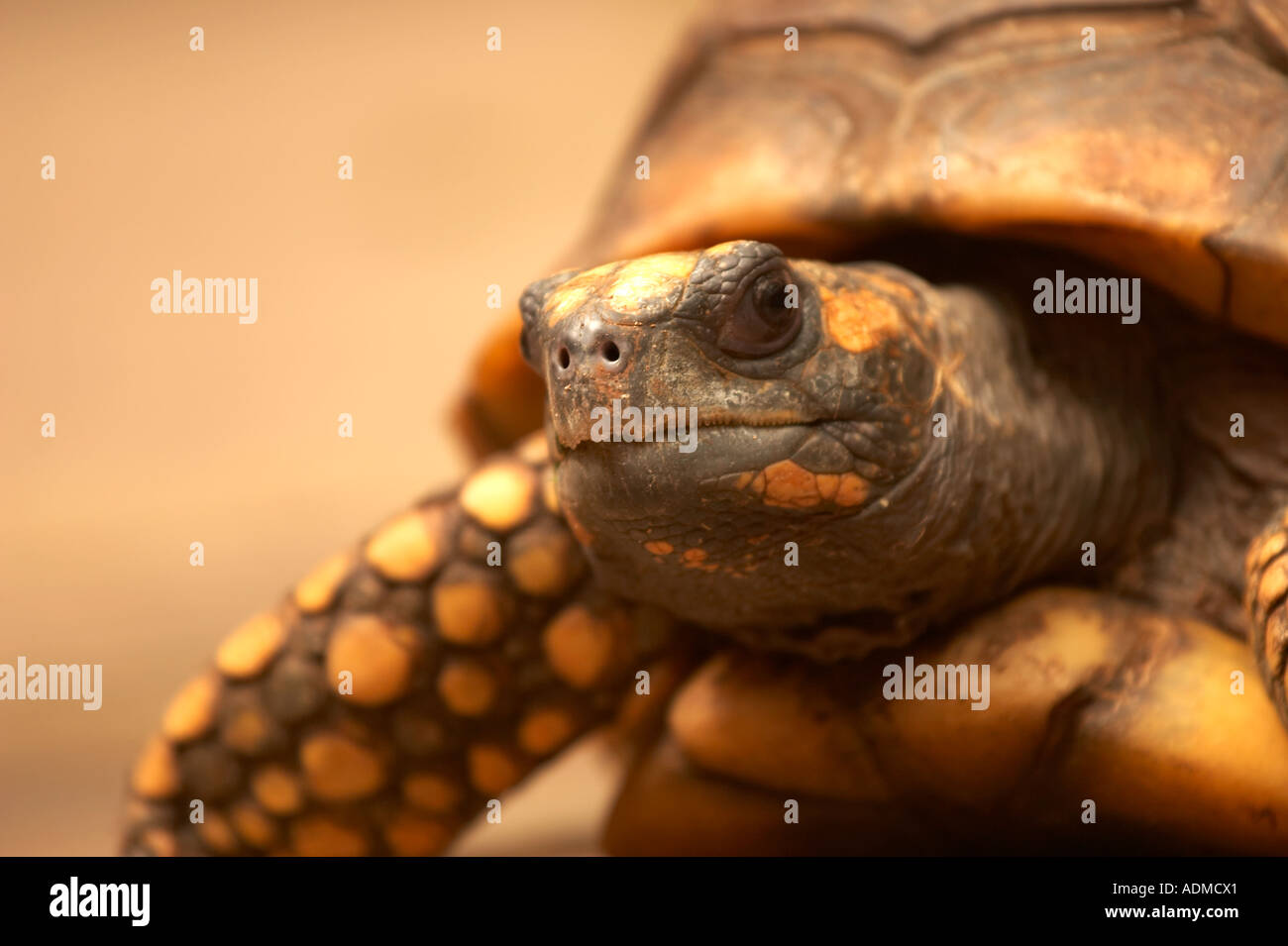 a close-up of a tortoise head popping out from his shell Stock Photo ...