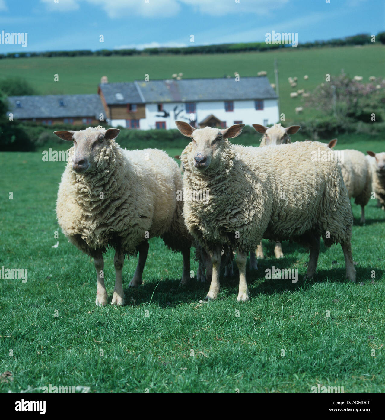 Charollais hi-res stock photography and images - Alamy