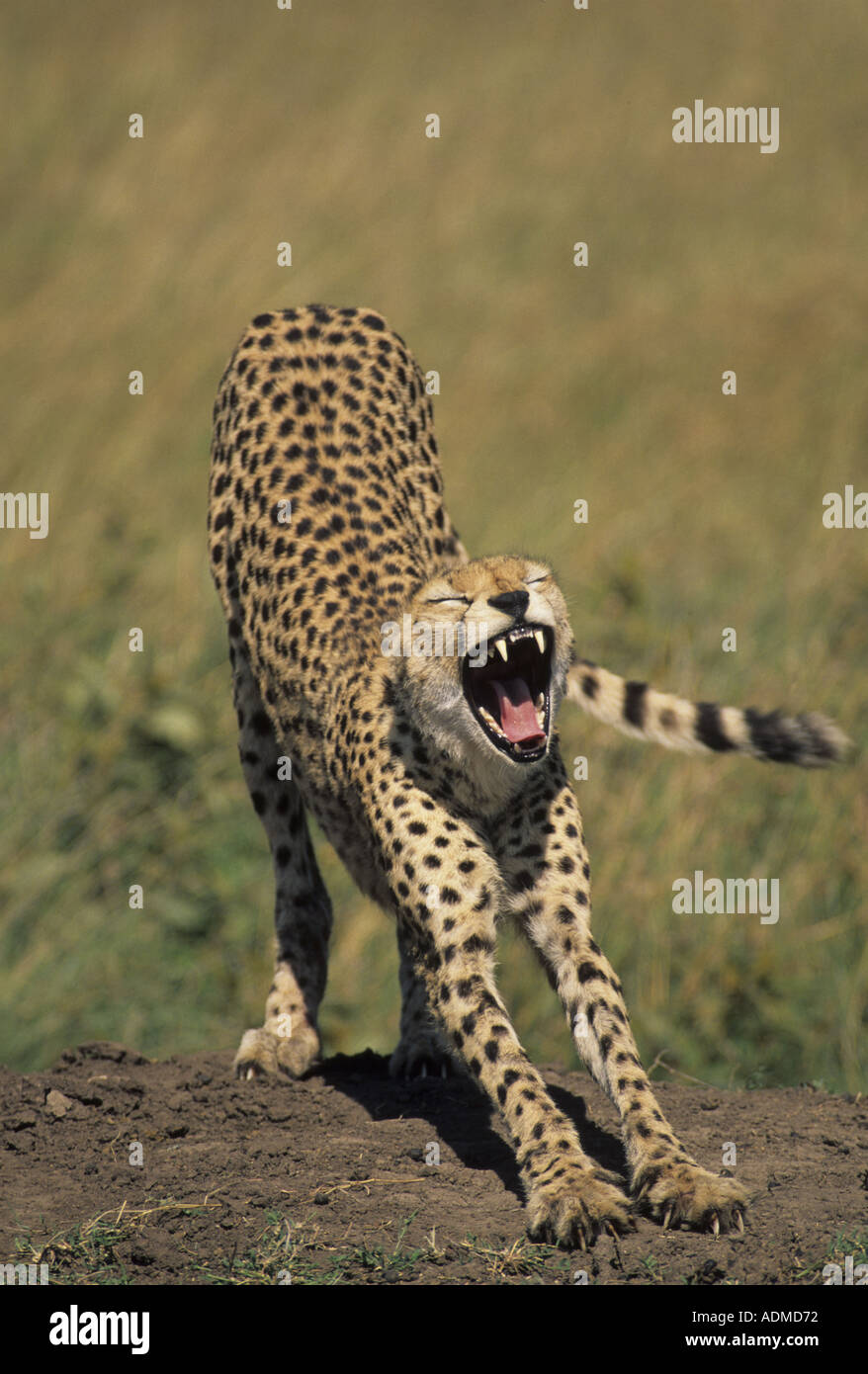 Cheetah stretch stretching hi-res stock photography and images - Alamy