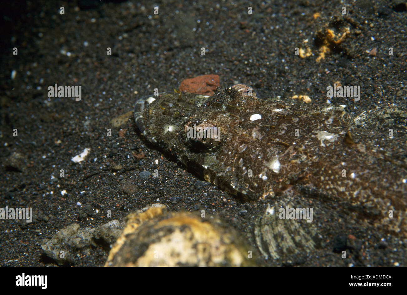 Spotted flathead hi-res stock photography and images - Alamy
