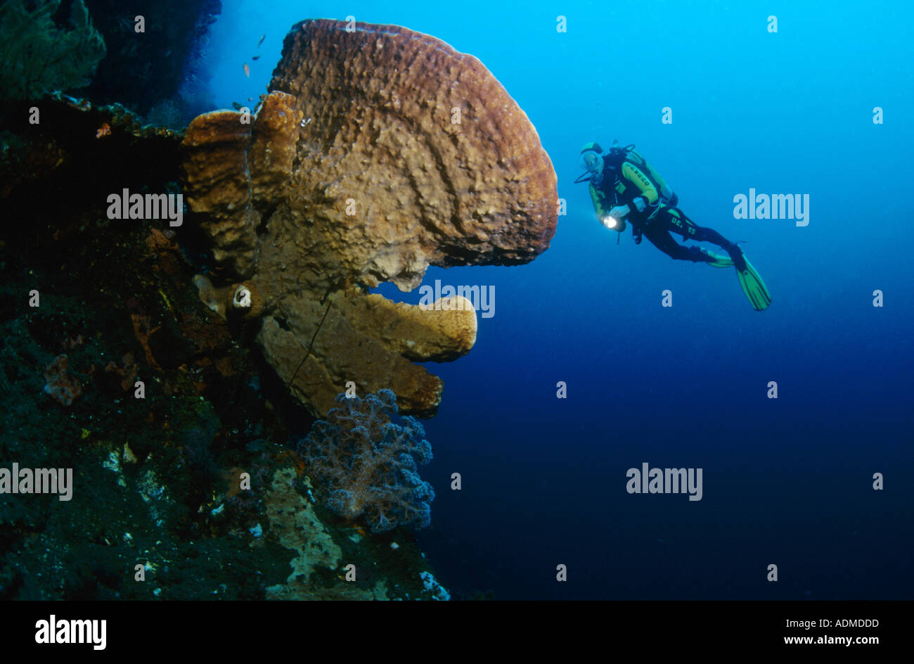 diving in indonesia Thomas Aichinger V W Stock Photo - Alamy