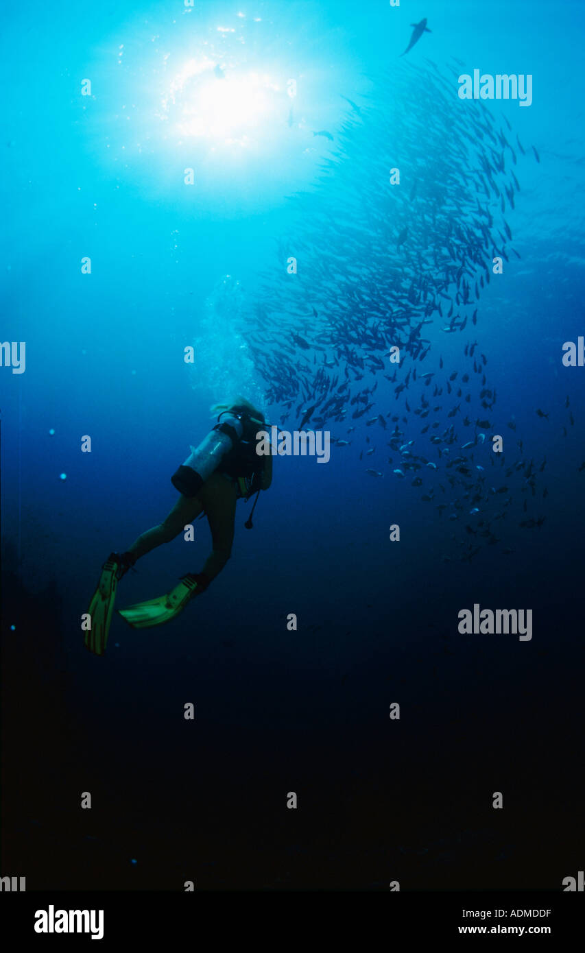 diving in indonesia Thomas Aichinger V W Stock Photo - Alamy