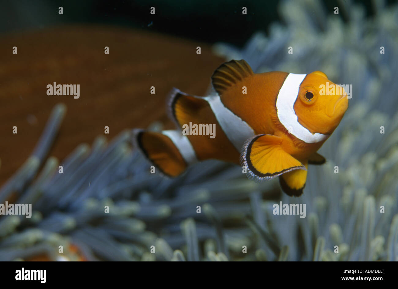 Amphiprion ocellaris Thomas Aichinger V W Stock Photo - Alamy