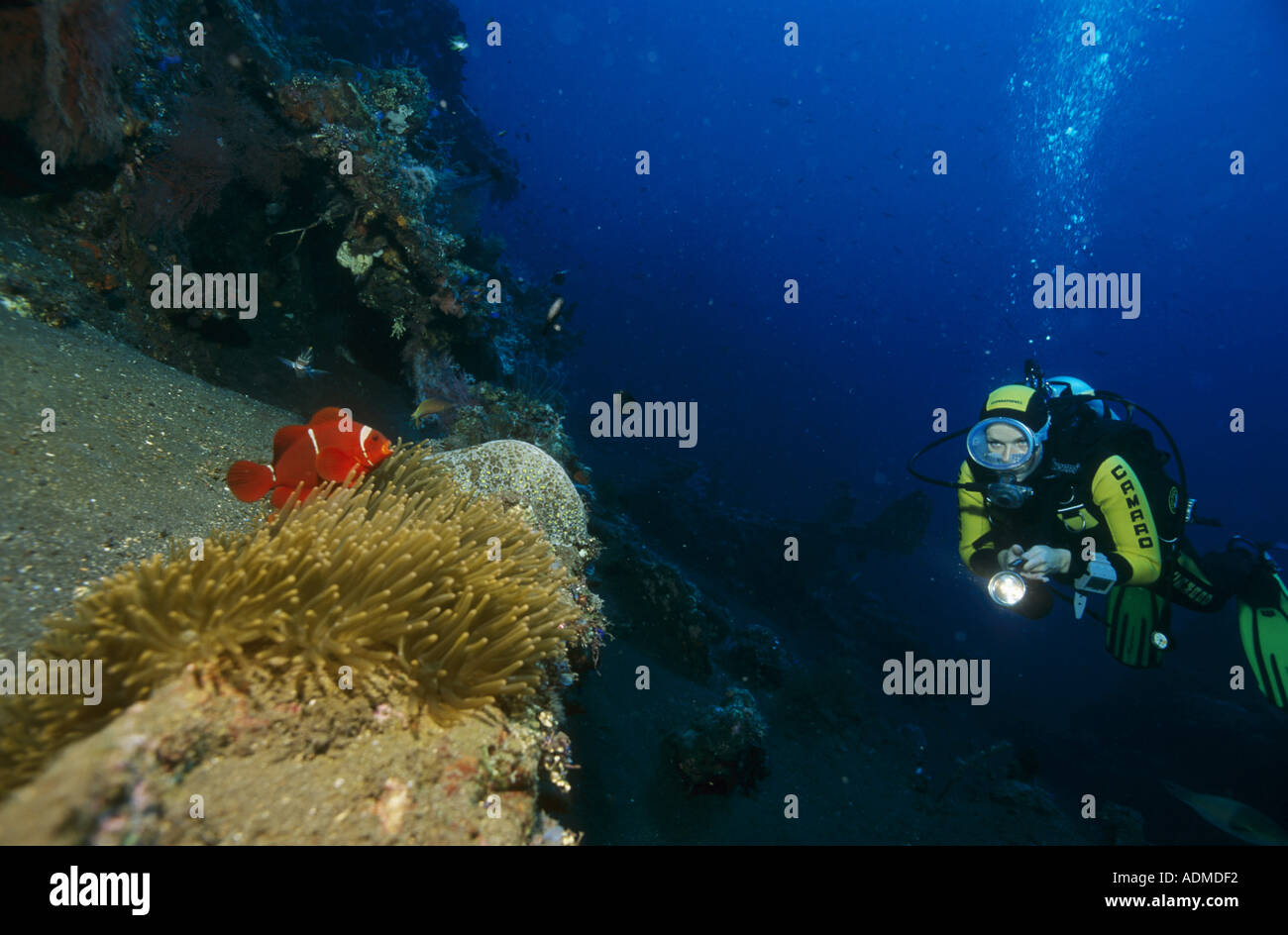 Spinecheek clownfish Premnas aculeatus Thomas Aichinger V W Stock Photo ...
