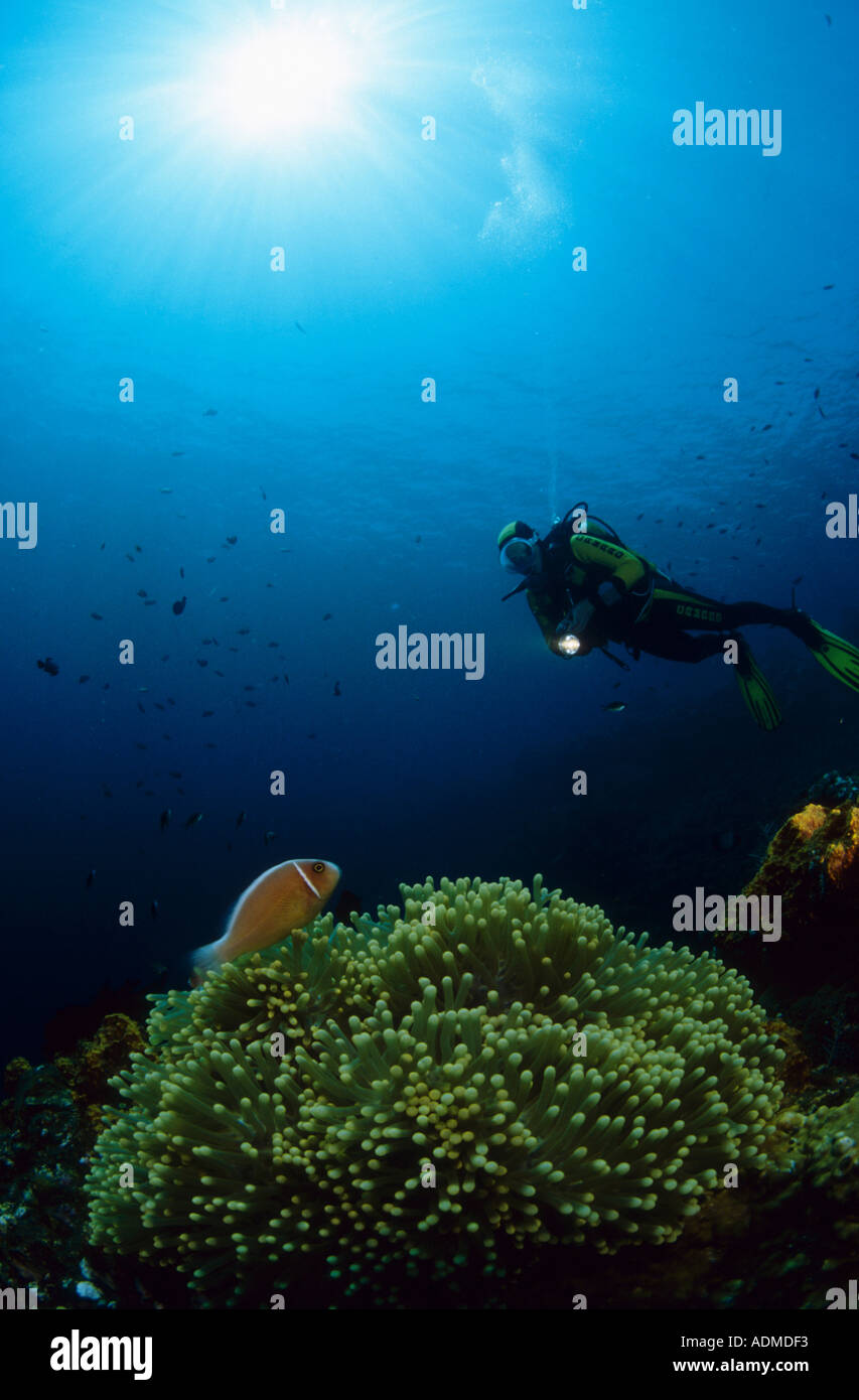 anemone Heteractis magnifica with diver Thomas Aichinger V W Stock ...