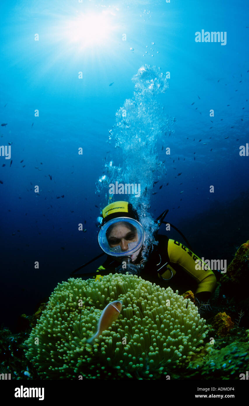 anemone Heteractis magnifica with diver Thomas Aichinger V W Stock ...