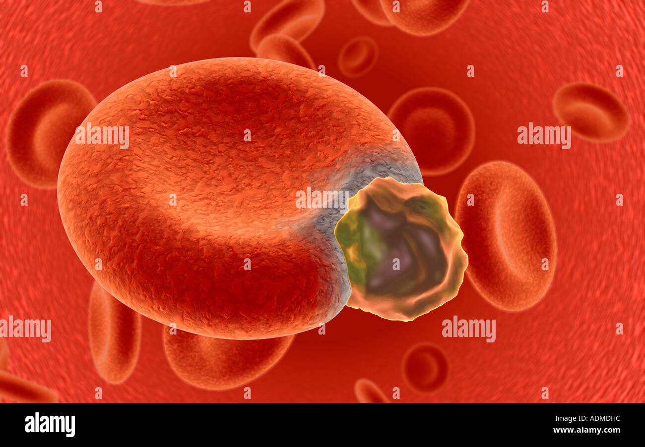 Red Blood Cell Under Attack Stock Photo - Alamy